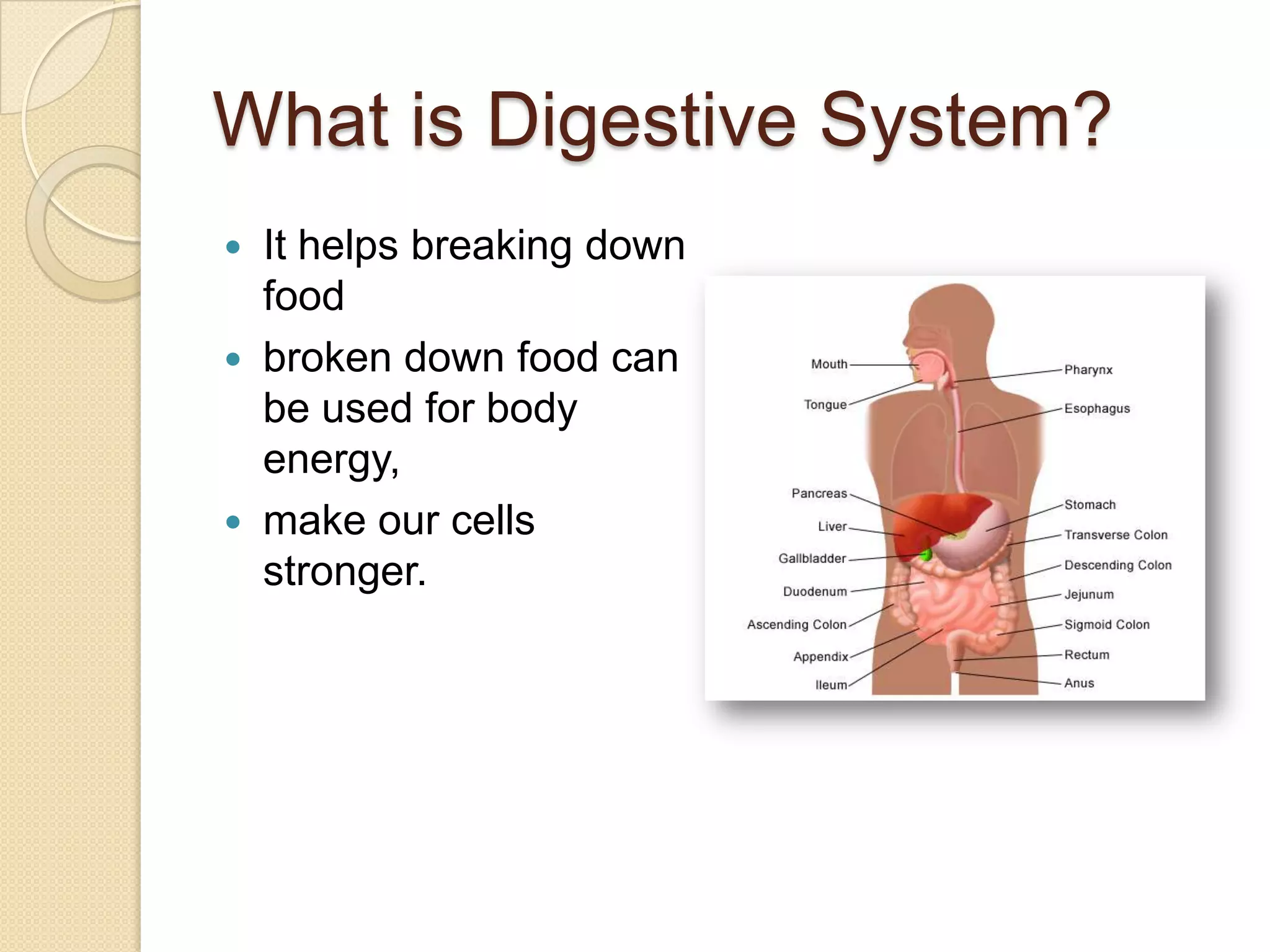 Digestive System power point | PPT