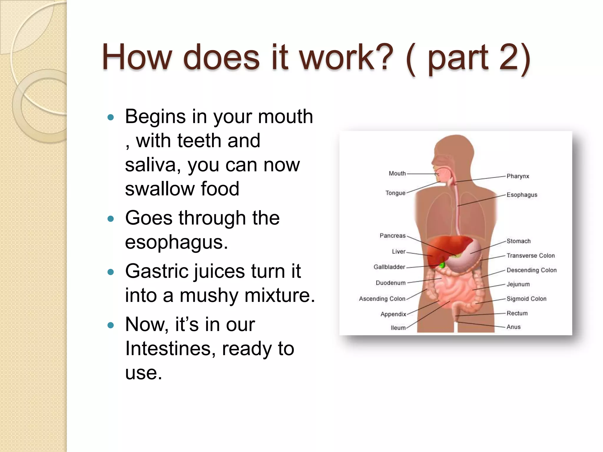 Digestive System power point | PPT