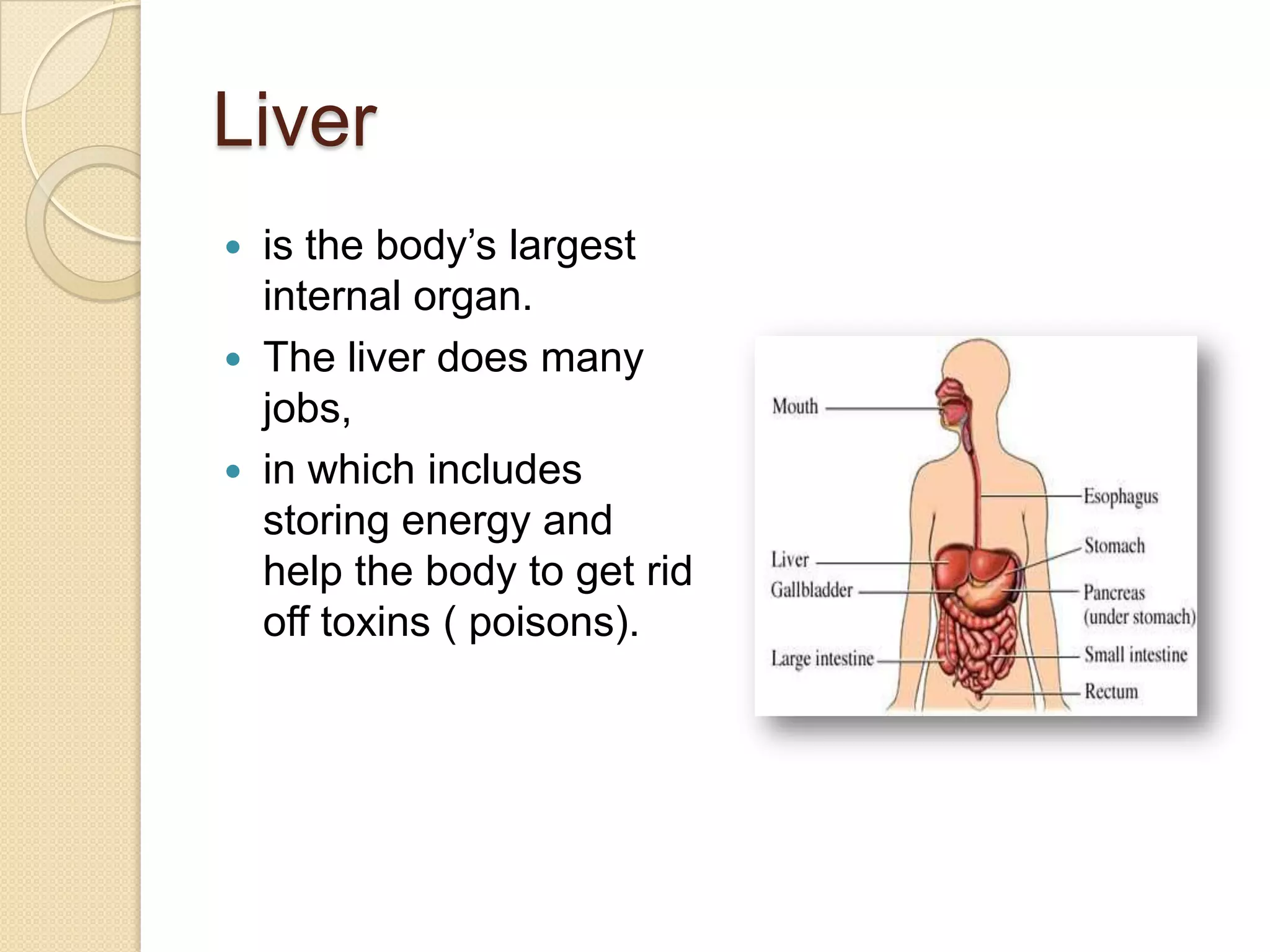 Digestive System power point | PPT