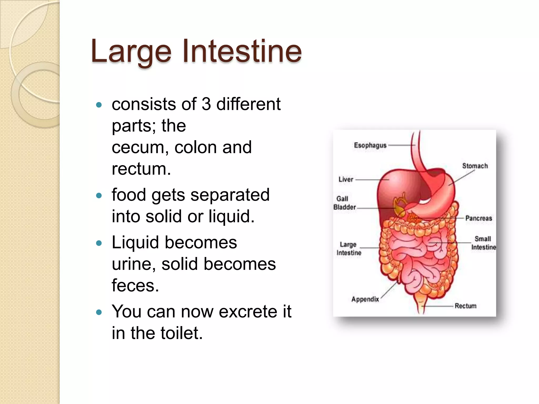 Digestive System power point | PPT
