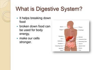 Digestive System power point | PPTX