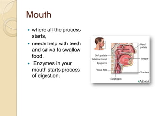 Digestive System power point | PPT