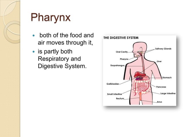 Digestive System power point | PPT