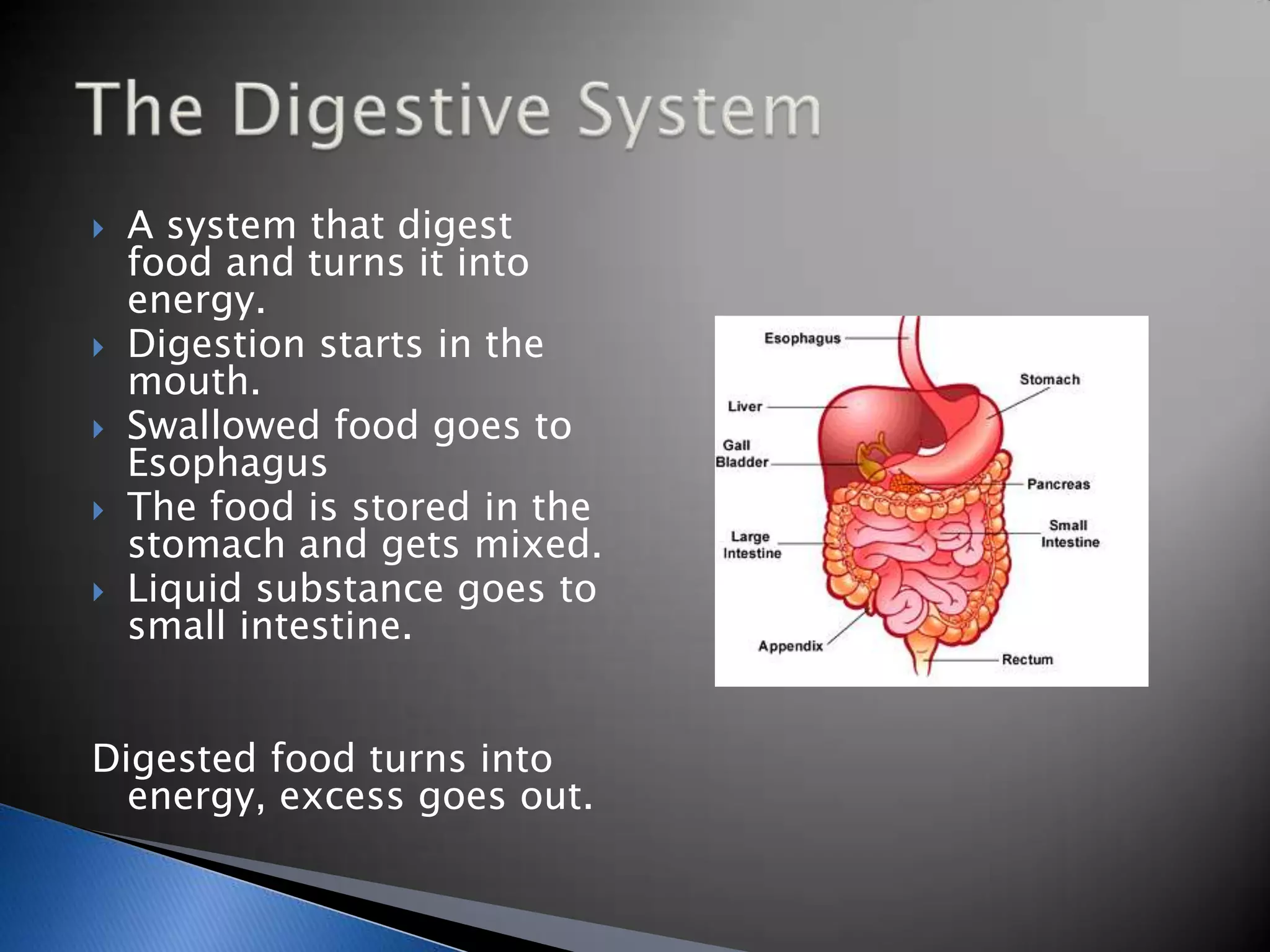 Digestive system powerpoint | PPTX