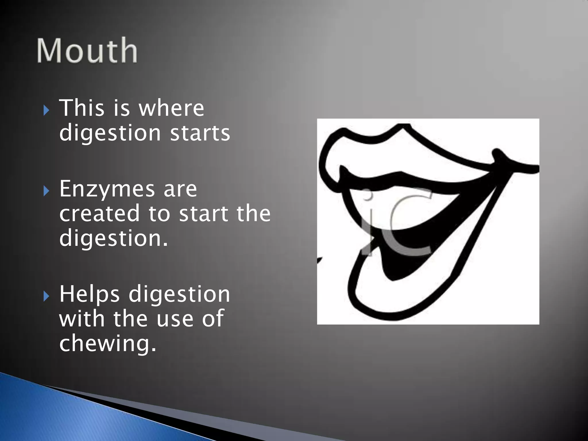 Digestive system powerpoint | PPTX