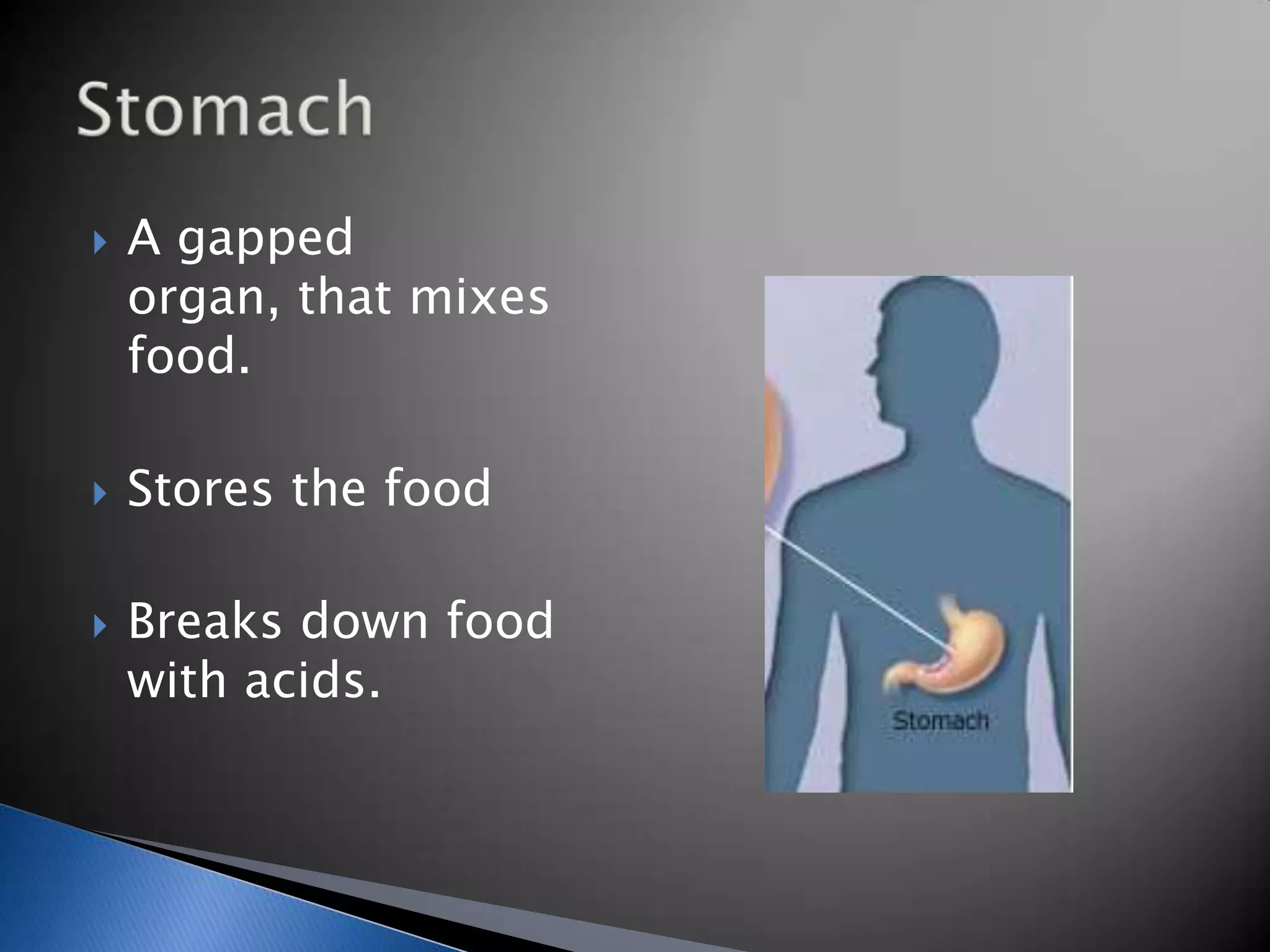 Digestive system powerpoint | PPTX