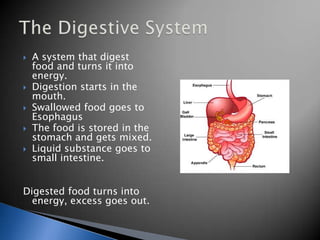 Digestive system powerpoint | PPTX