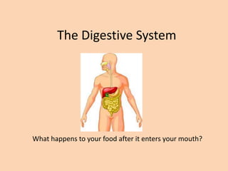 Digestive system power point | PPTX