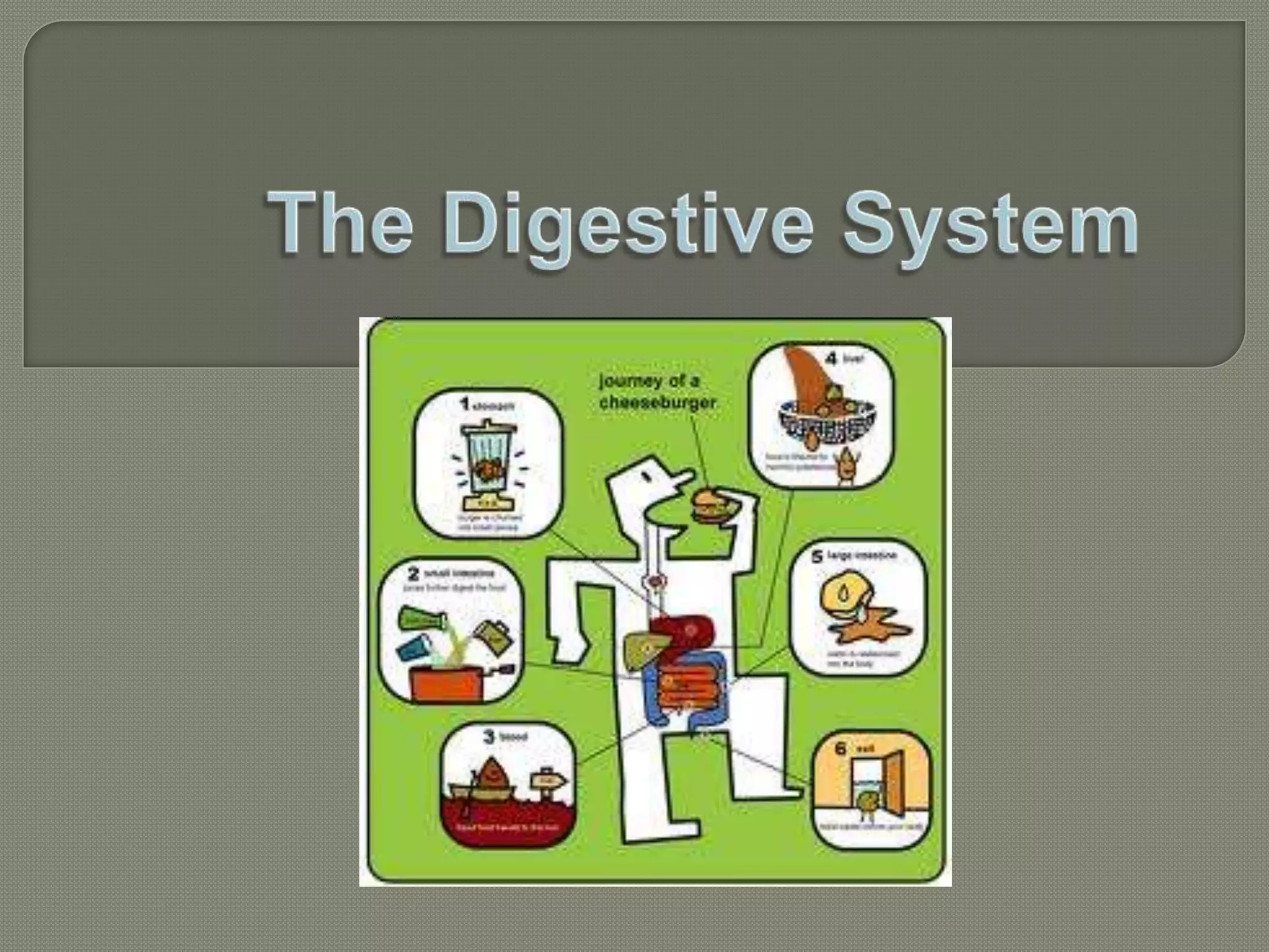 Digestive system power point | PPTX