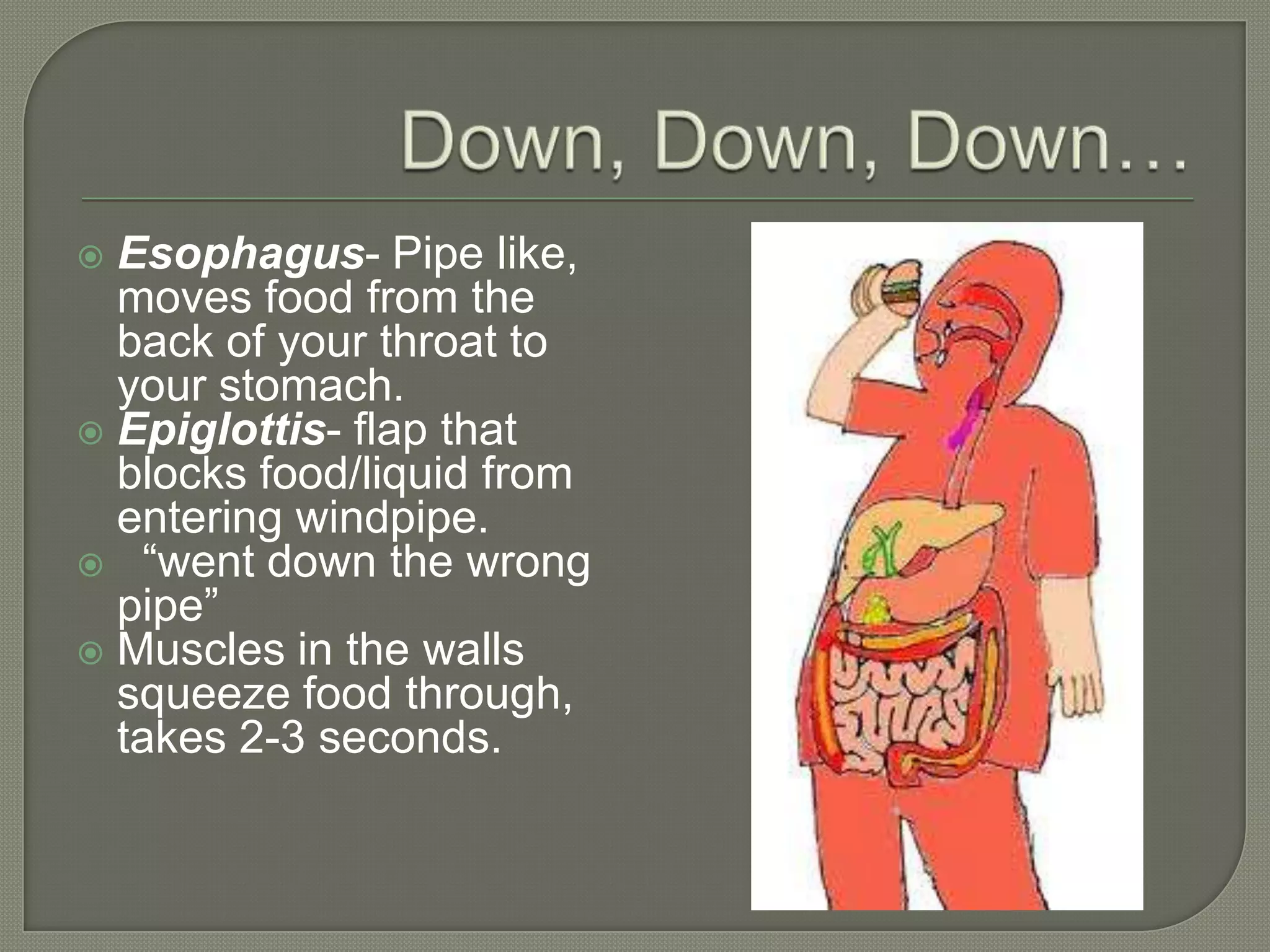 Digestive system power point | PPTX