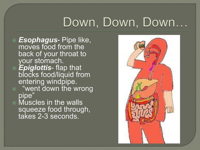 Digestive system power point | PPTX