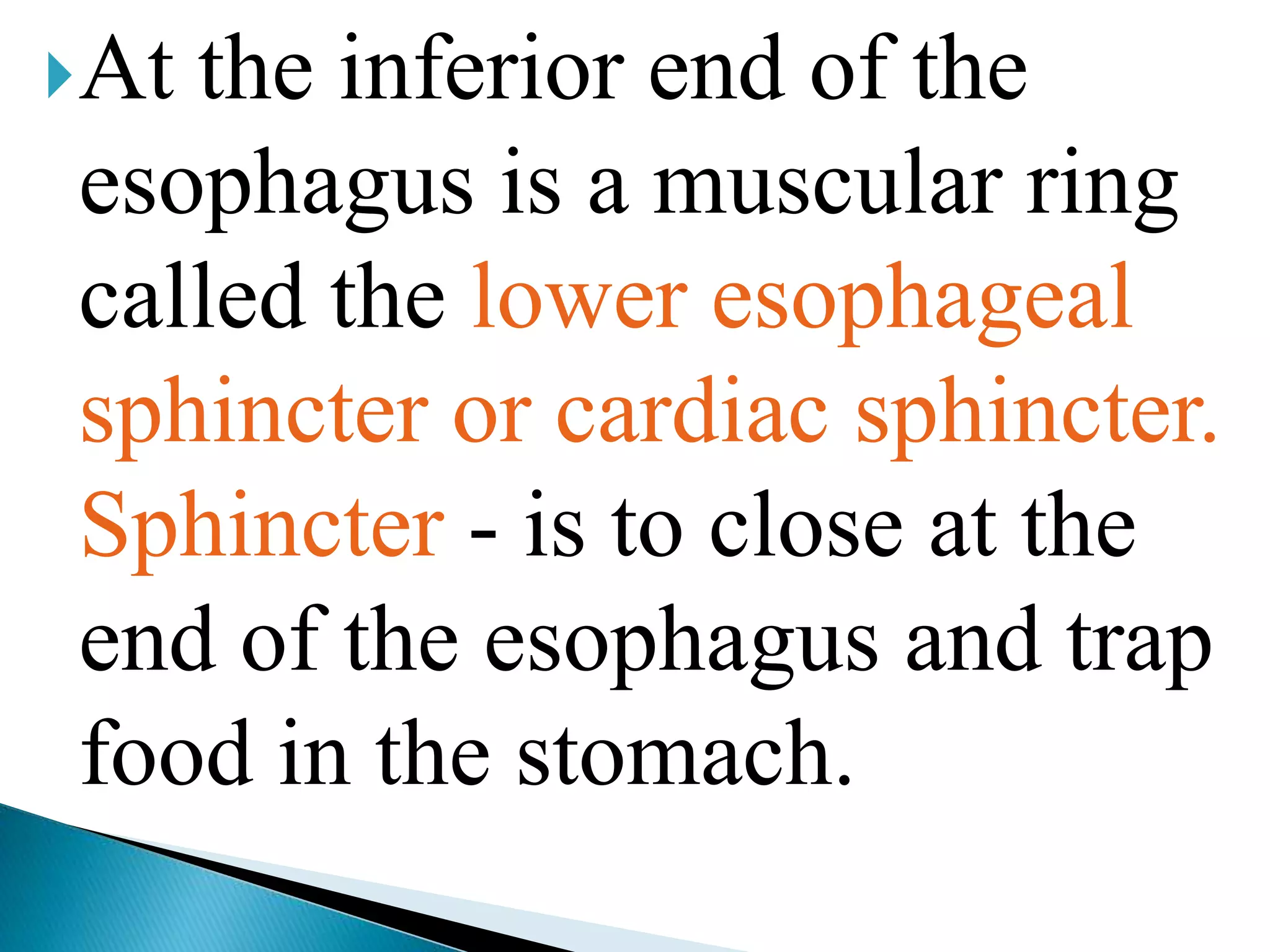 Digestive system powerpoint.pptx