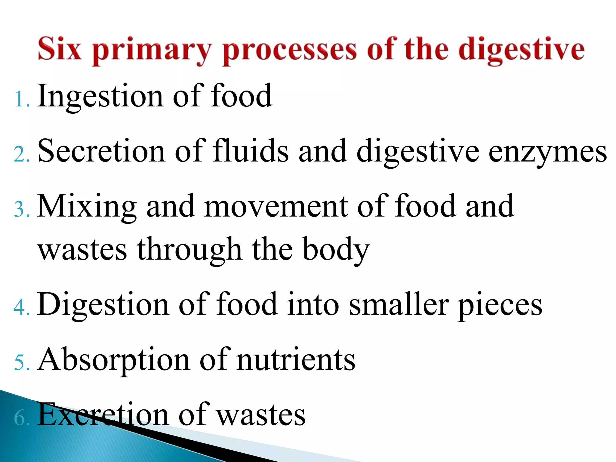 Digestive system powerpoint.pptx