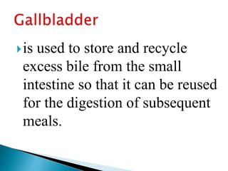 Digestive system powerpoint.pptx