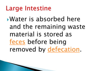 Digestive system powerpoint.pptx