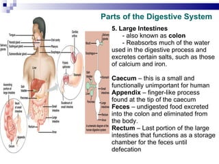 DIGESTIVE SYSTEM | PPT
