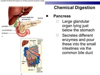 DIGESTIVE SYSTEM | PPT