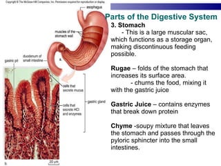 DIGESTIVE SYSTEM | PPT