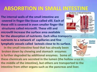 Digestive system | PPTX
