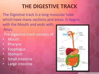 Digestive system | PPTX | Digestive Disorders | Diseases and Conditions