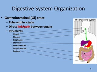 Digestive system ppt | PPT