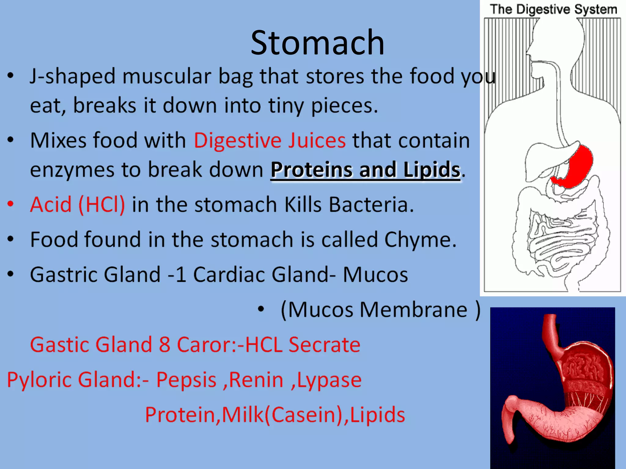 Digestive system ppt | PPT