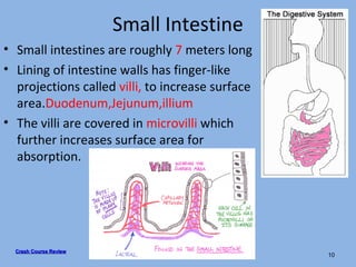 Digestive system ppt | PPT