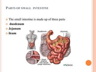 Digestive System Yatendra Singh | PPTX