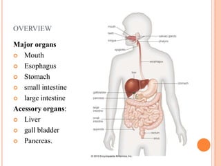 Digestive System Yatendra Singh | PPTX