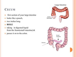 Digestive System Yatendra Singh | PPT