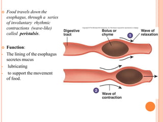 Digestive System Yatendra Singh | PPT