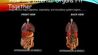 Digestive system | PPTX