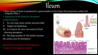 Digestive system | PPTX