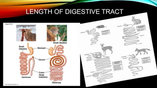 Digestive system | PPTX