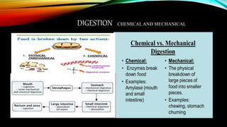Digestive system | PPTX