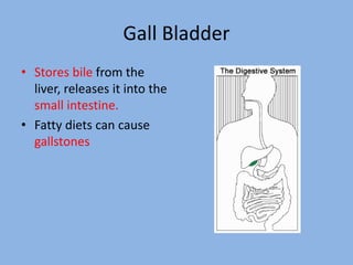 Digestive System PPT.ppt