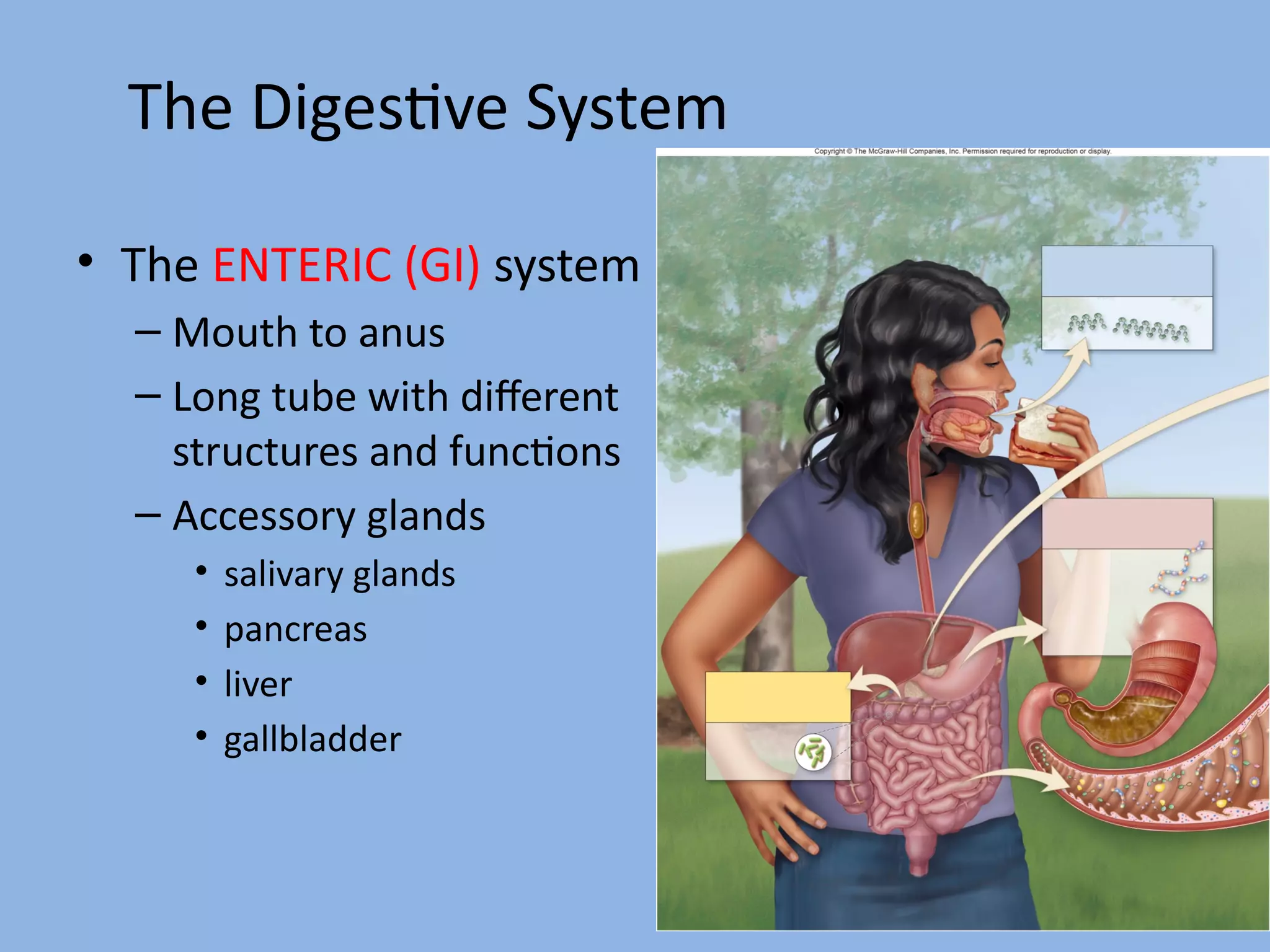 Digestive System PPT.pptx (1).pdf