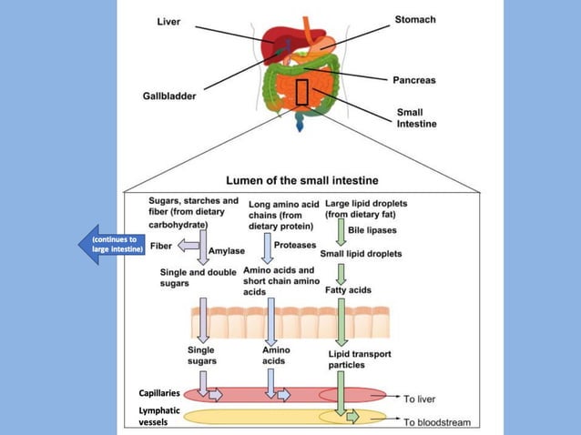 Digestive System PPT.pptx (1).pdf