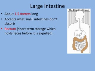 Digestive System PPT.ppt