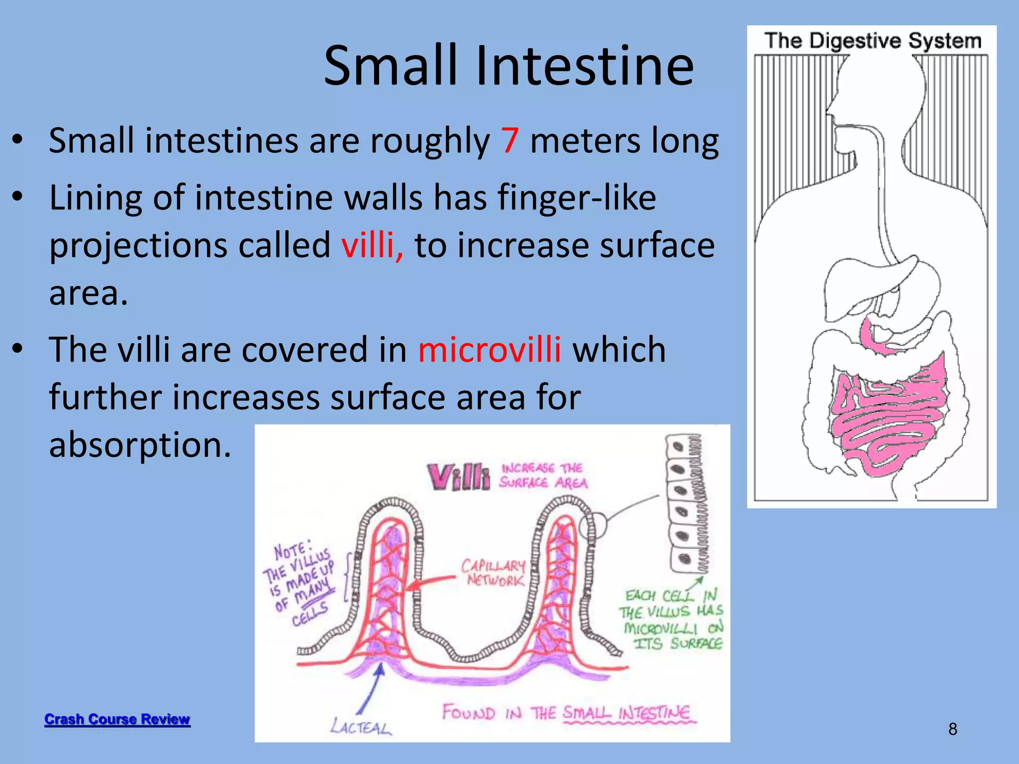 Digestive System PPT.ppt