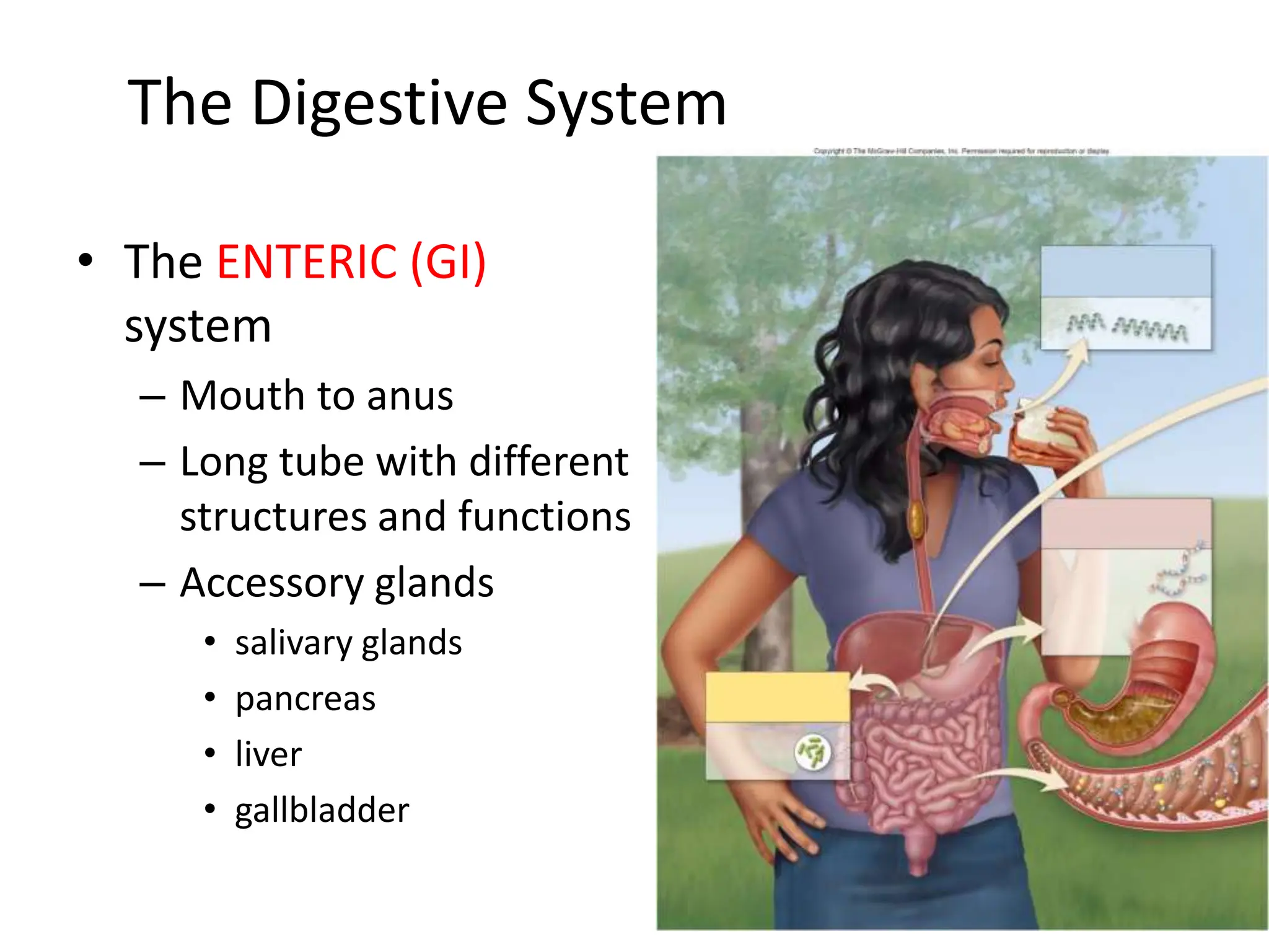 Digestive System PPT.ppt