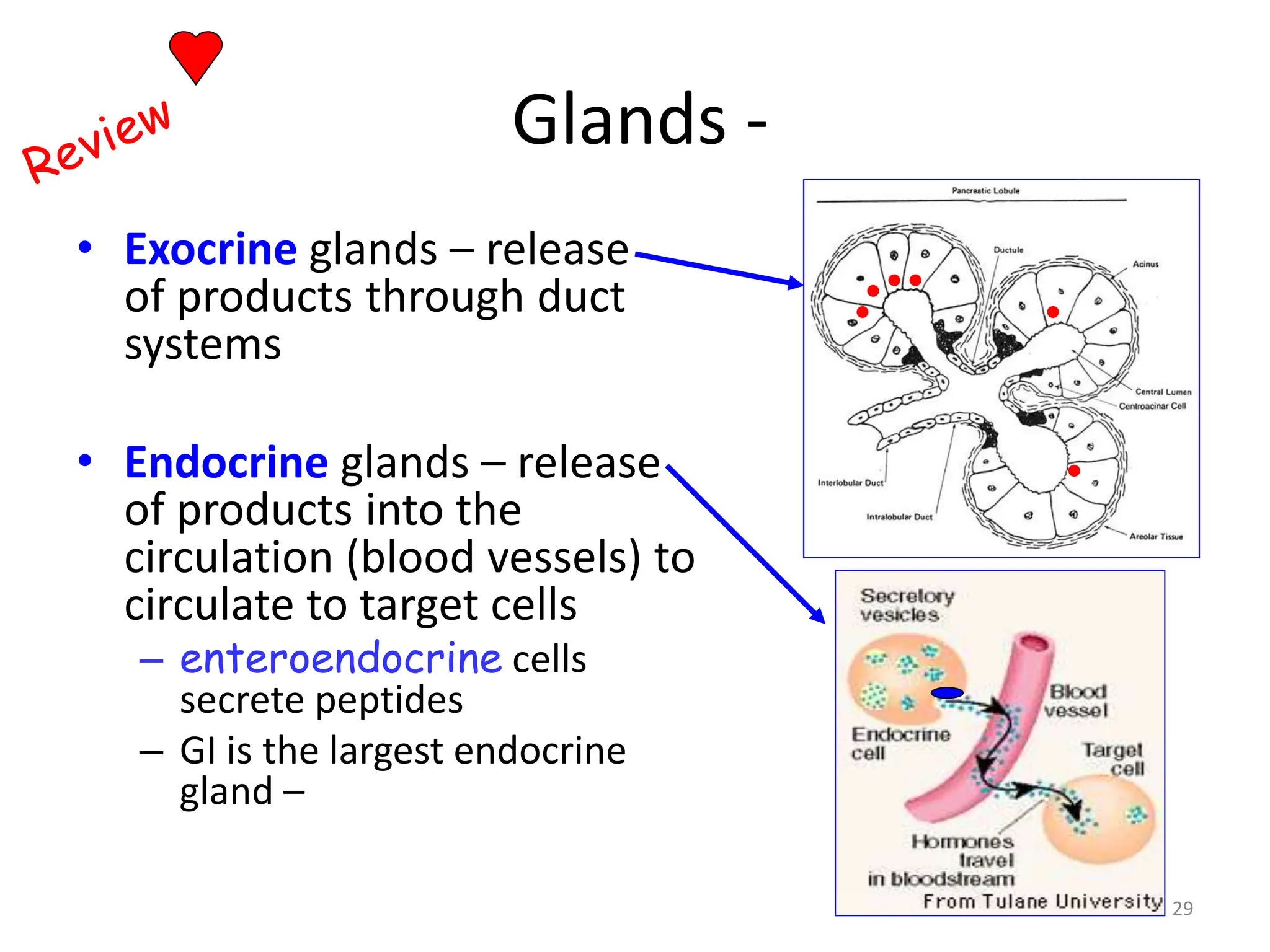 Digestive System PPT.ppt