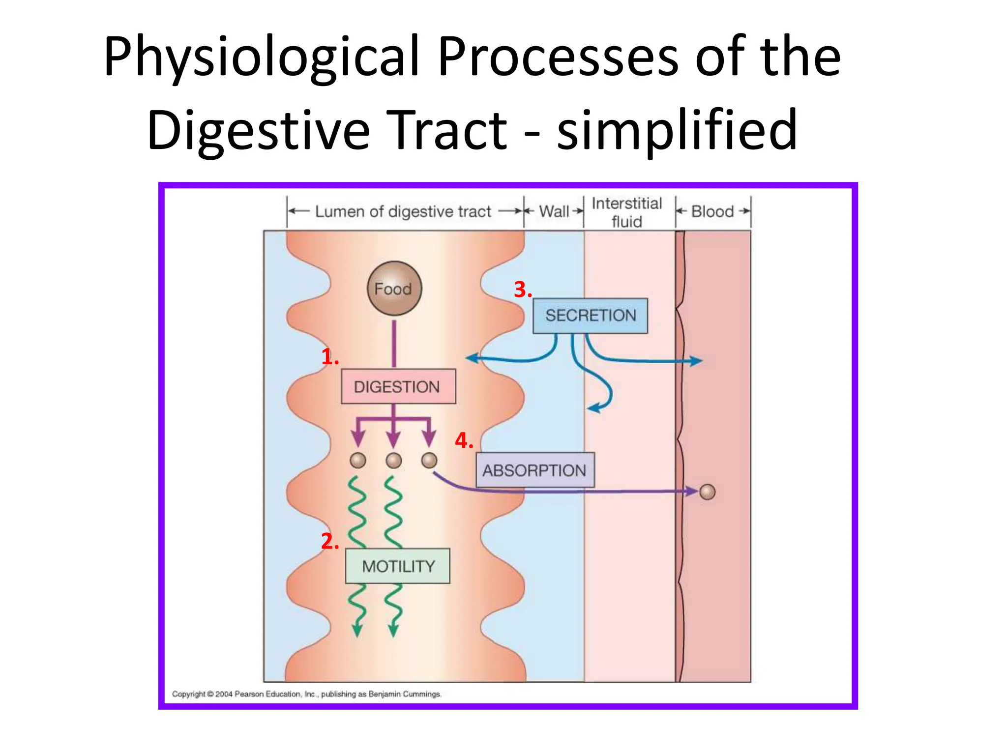 Digestive System PPT.ppt