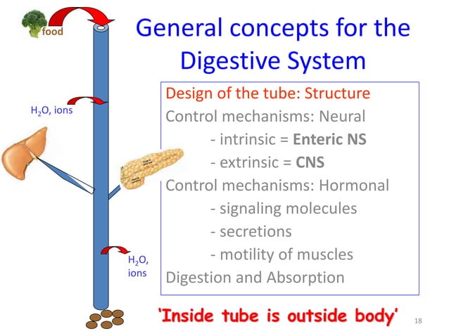 Digestive System PPT.ppt