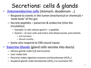 Digestive System PPT.ppt