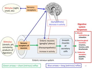 Digestive System PPT.ppt