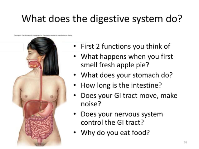 Digestive System PPT.ppt