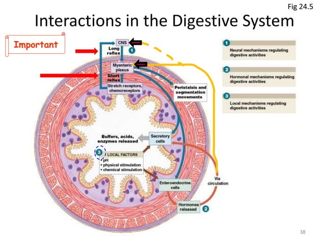 Digestive System PPT.ppt