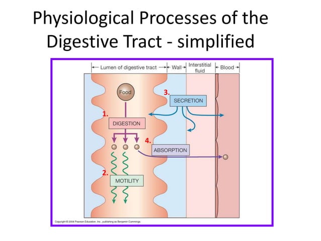 Digestive System PPT.ppt