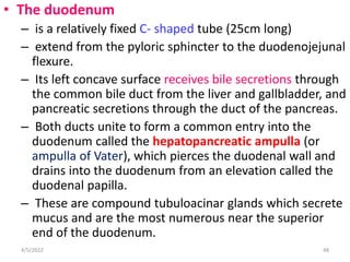 Digestive System ppt.pdf